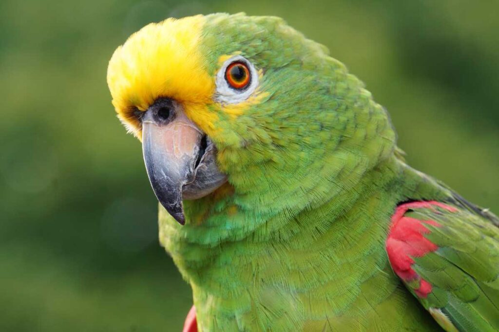 How to Teach my Parrot Words – Urbaki Pets