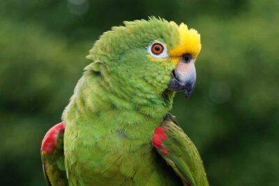 How to Teach my Parrot Words – Urbaki Pets