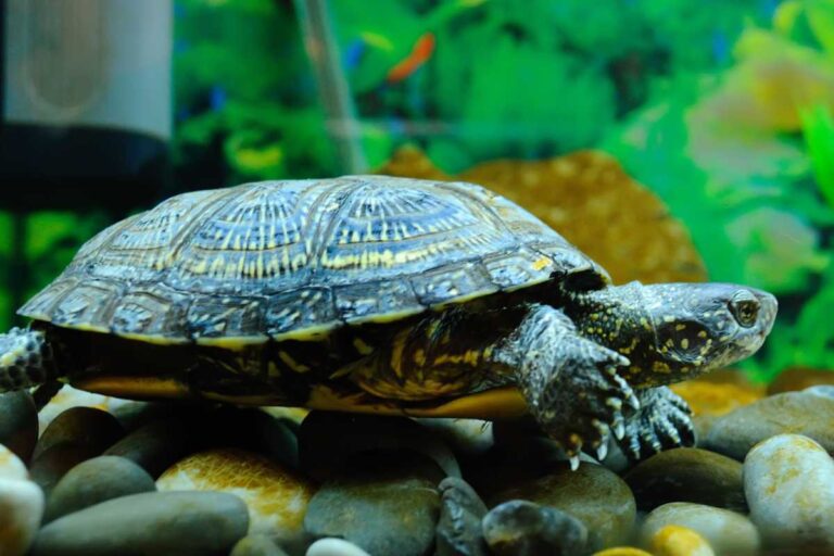 Shell Shocked: 10 Surprising Facts About Turtles – Urbaki Pets