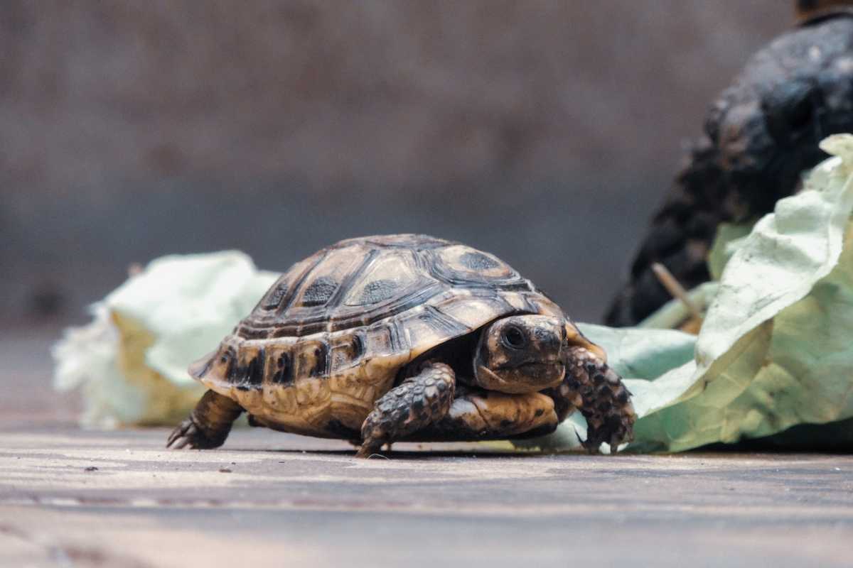 Shell Shocked: 10 Surprising Facts About Turtles – Urbaki Pets