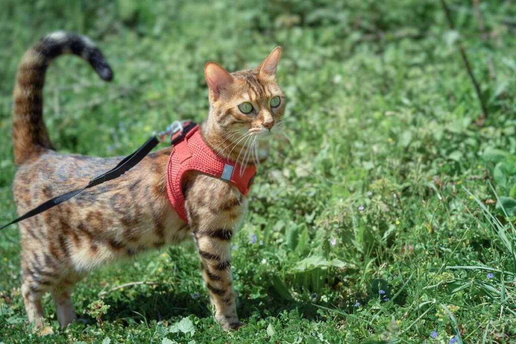 Should you Walk your Cat? – Urbaki Pets