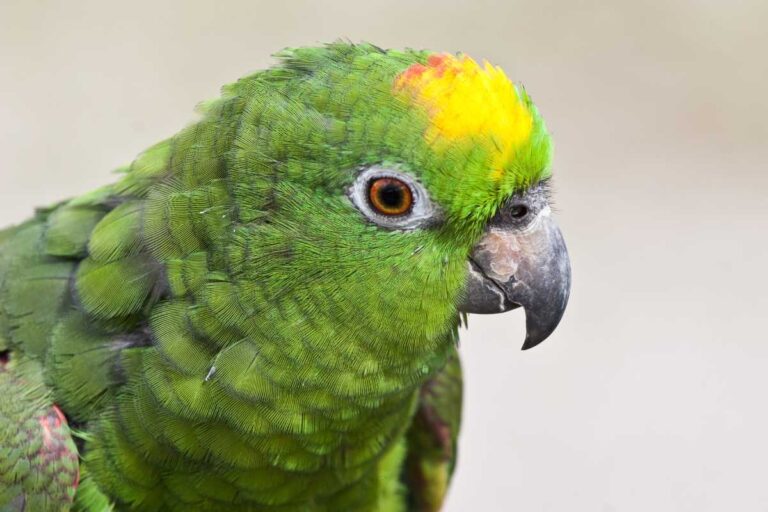 Top 10 Most Popular Talking Pet Birds – Urbaki Pets