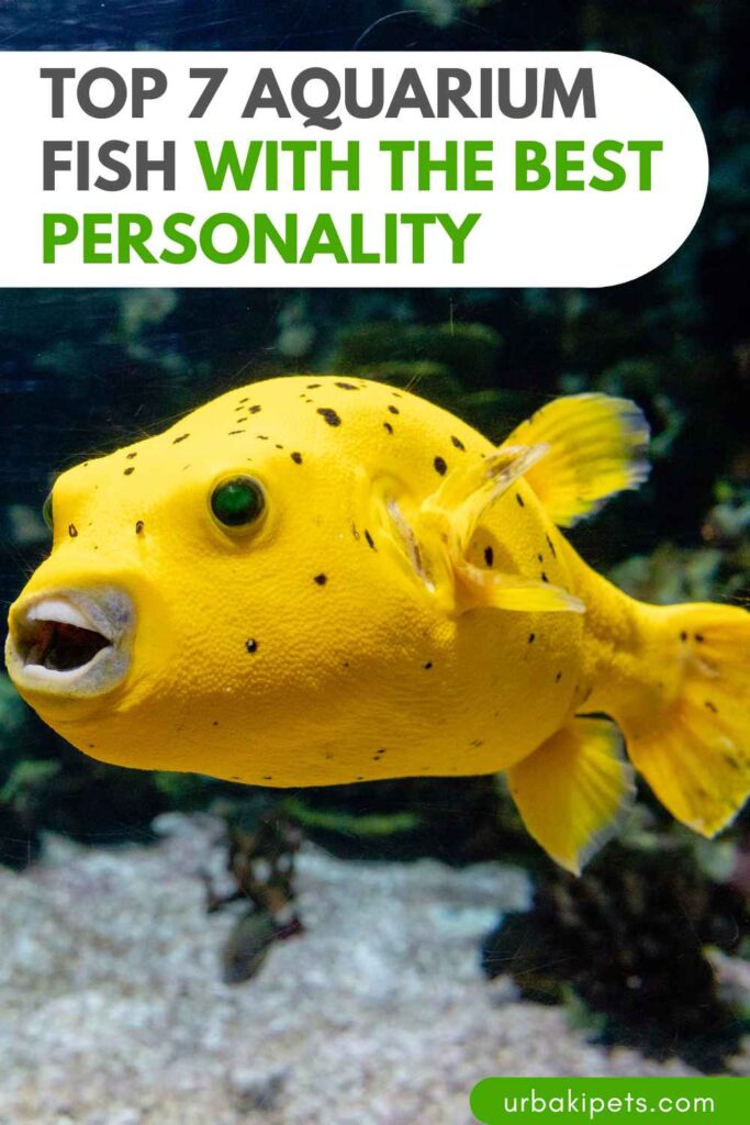 Top 7 Aquarium Fish With The BEST Personality – Urbaki Pets
