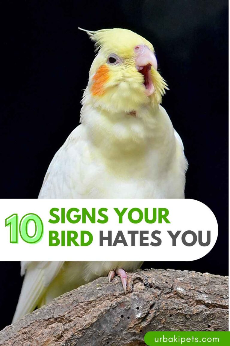 10 Signs your Bird HATES YOU – Urbaki Pets