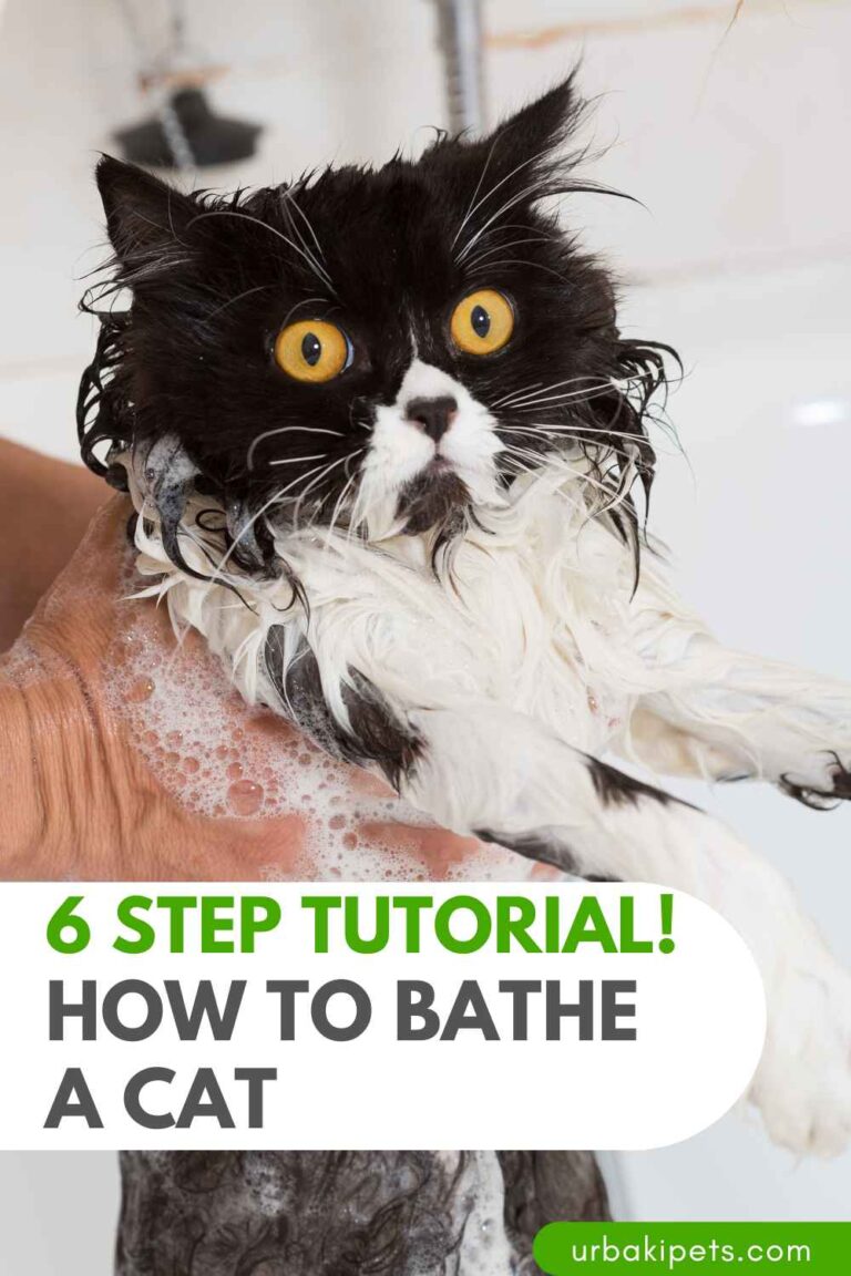 6 Step Tutorial! How to Bathe a Cat – Urbaki Pets