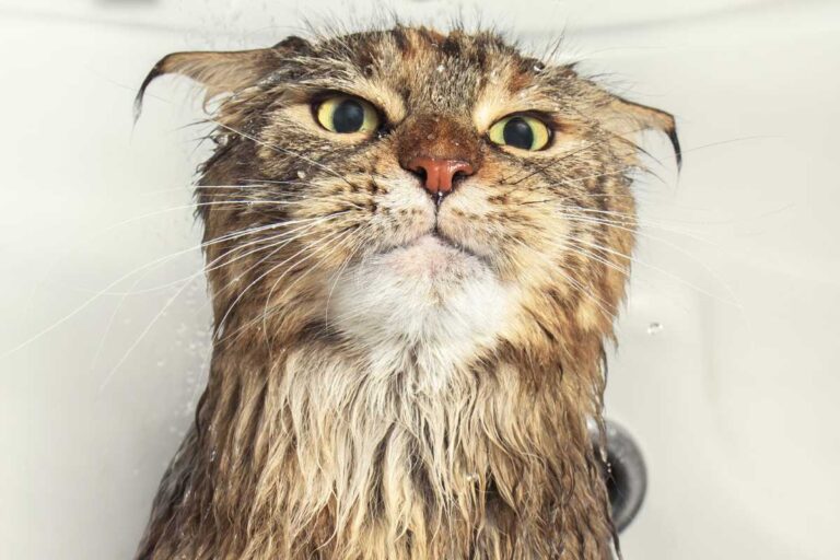6 Step Tutorial! How to Bathe a Cat – Urbaki Pets
