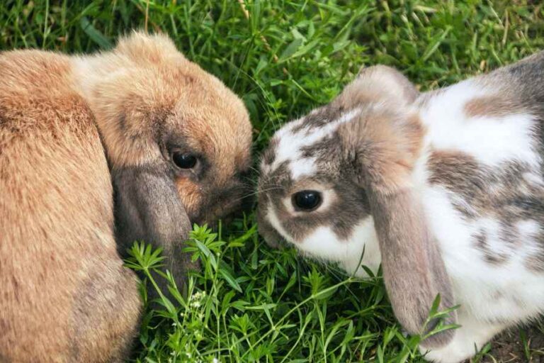 11 Signs Your Rabbit Needs Help – Urbaki Pets