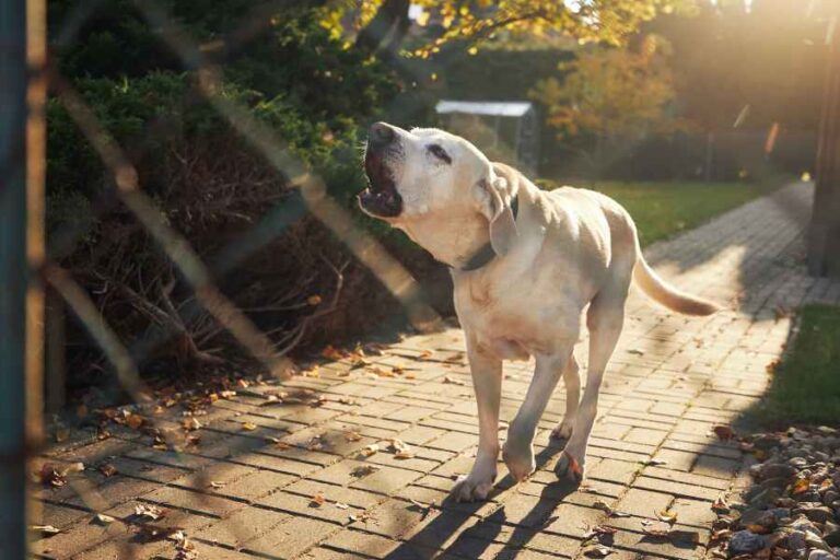 This is What your Dog’s Barking Means – Urbaki Pets