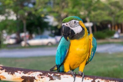 10 Signs your Bird HATES YOU – Urbaki Pets