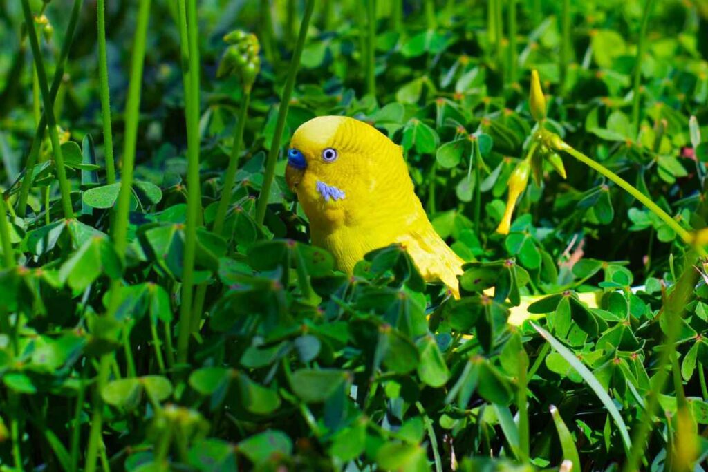 10 Signs your Bird HATES YOU – Urbaki Pets