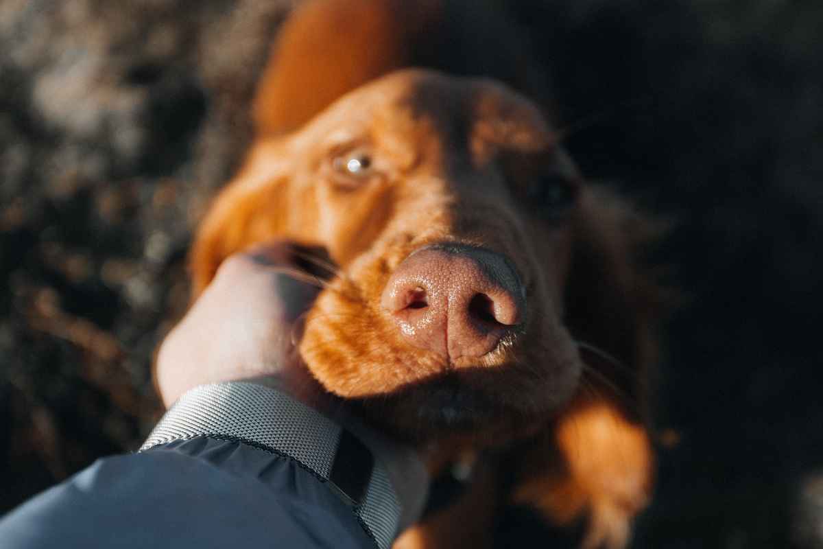 This is What your Dog’s Barking Means – Urbaki Pets