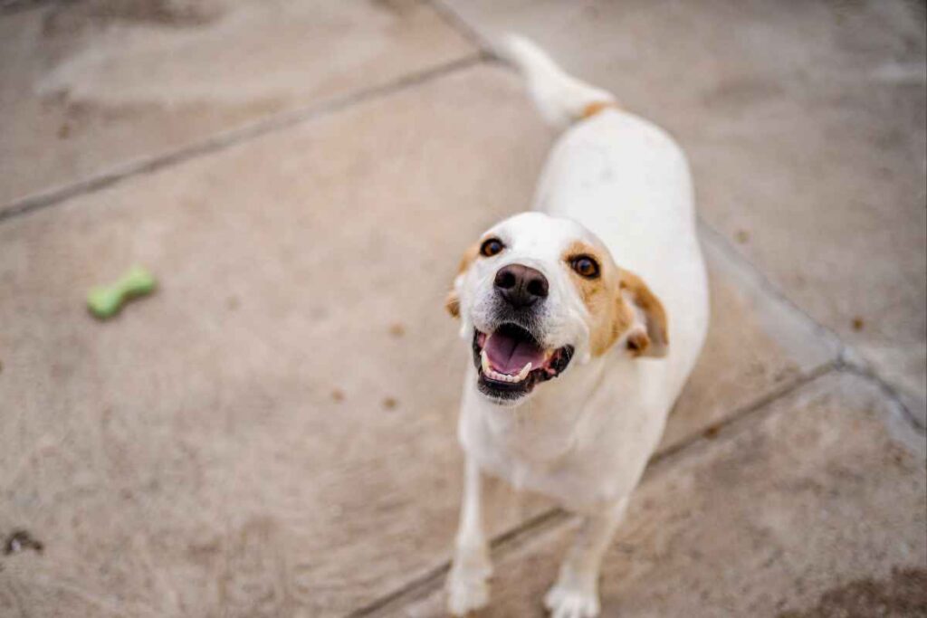 This is What your Dog’s Barking Means – Urbaki Pets
