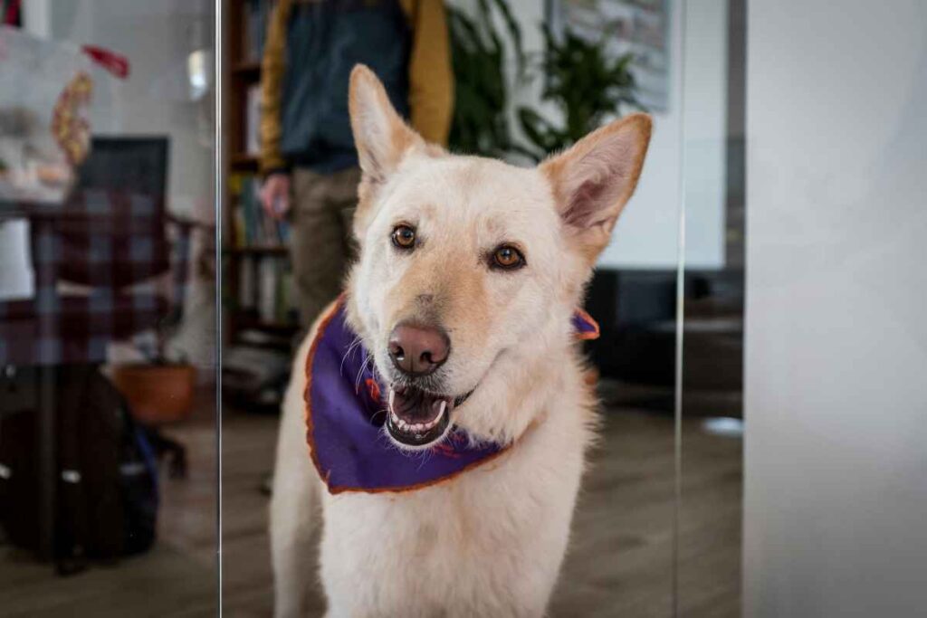 This is What your Dog’s Barking Means – Urbaki Pets