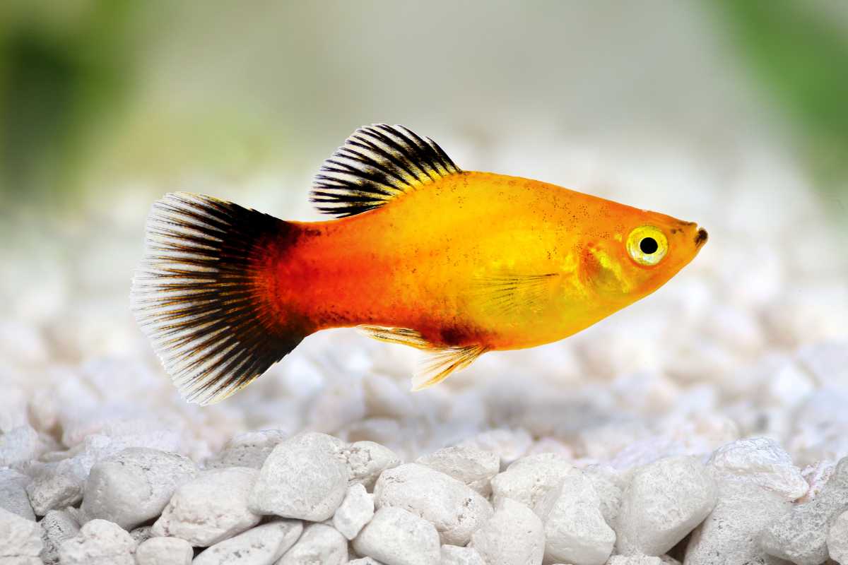 Do not Feed your Fish with this Ever or it will Die – Urbaki Pets