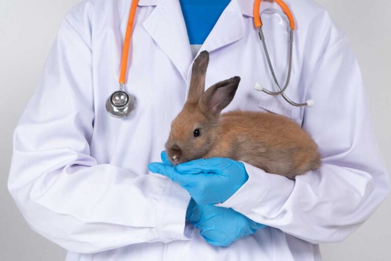 How to Tell if Your Rabbit is Pregnant – Urbaki Pets