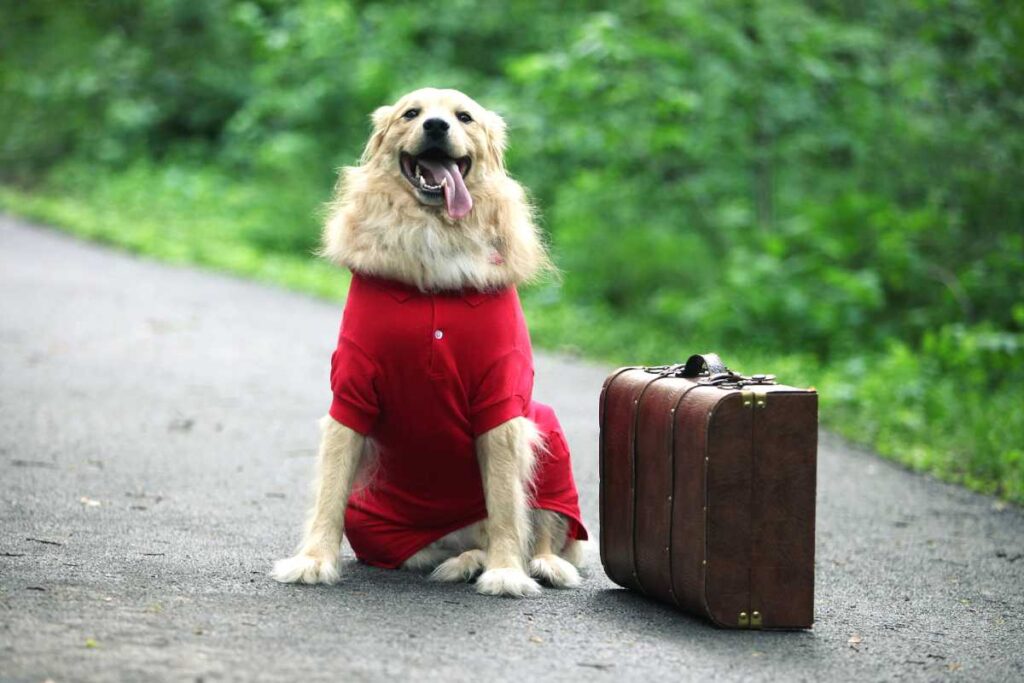 Top 5 Tips for Road Tripping with your Dog – Urbaki Pets
