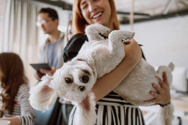 Top 5 Tips for Road Tripping with your Dog – Urbaki Pets