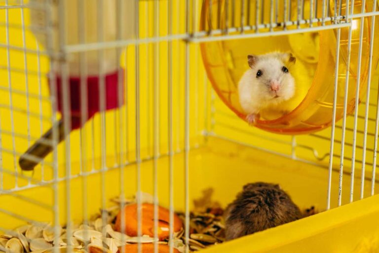 How to Build Cool Homes for Hamster – Urbaki Pets