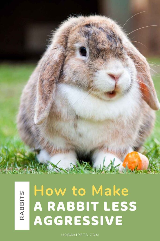 How to Make a Rabbit Less Aggressive – Urbaki Pets