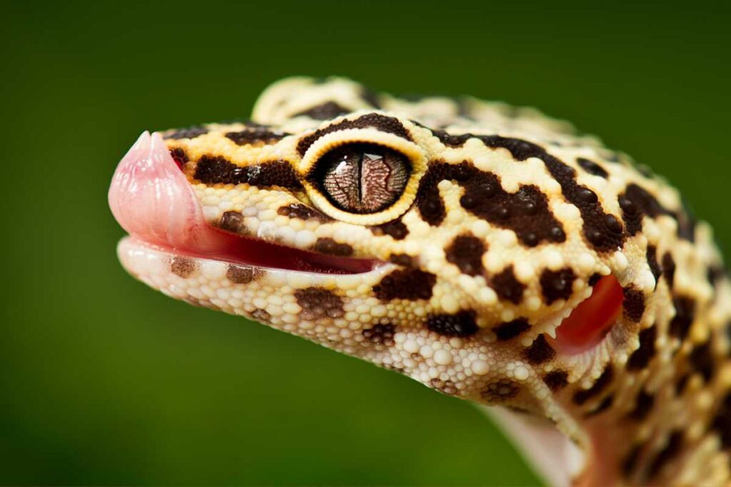 5 Things That Leopard Geckos Do! – Urbaki Pets