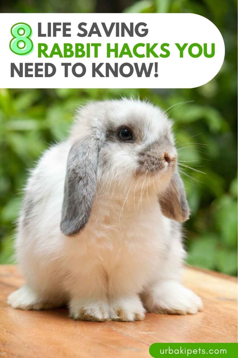 8 Life Saving Rabbit Hacks You NEED to Know! – Urbaki Pets