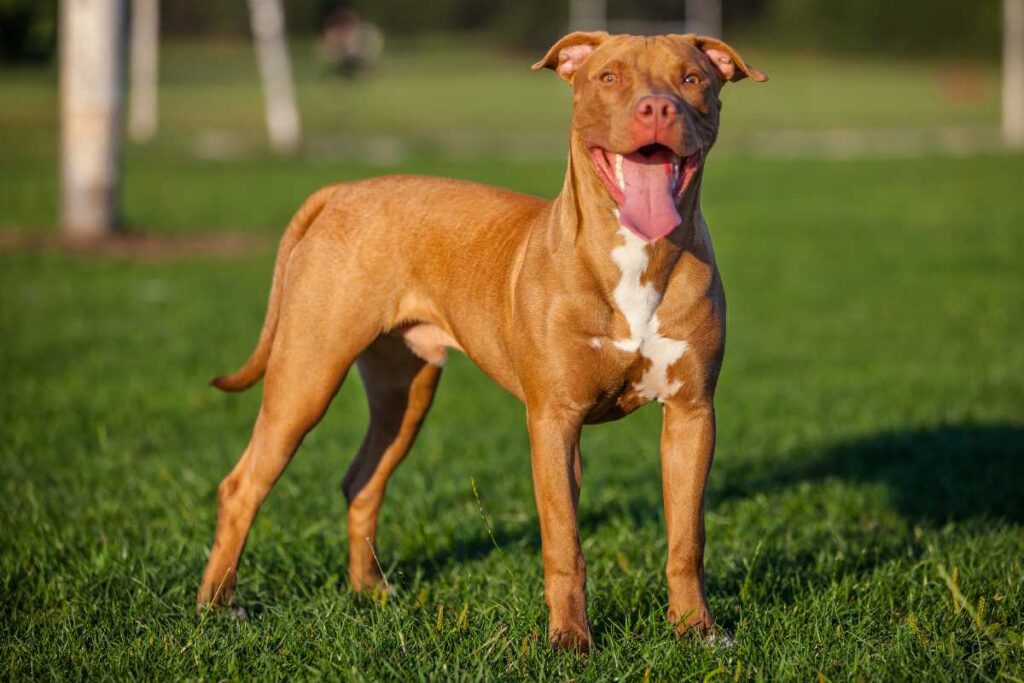 Are Pitbulls Dangerous? 7 Myths Debunked – Urbaki Pets