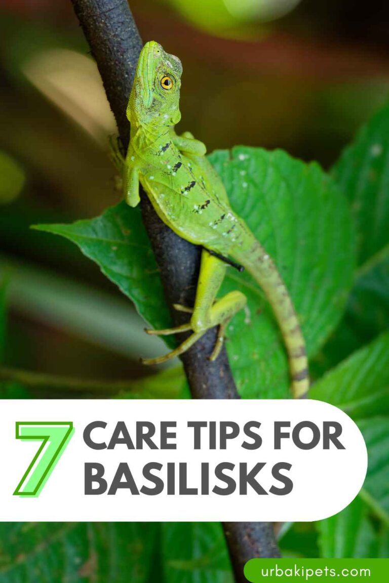 7 Care Tips for Basilisks – Urbaki Pets