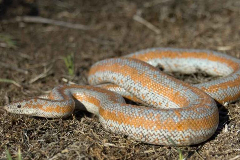 These Are the Best Snakes for Children – Urbaki Pets
