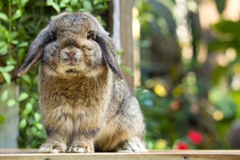 8 Life Saving Rabbit Hacks You NEED to Know! – Urbaki Pets