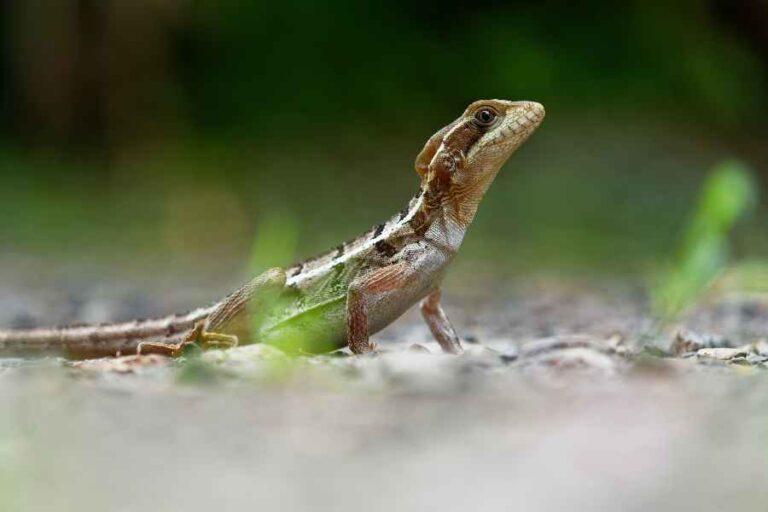 7 Care Tips for Basilisks – Urbaki Pets