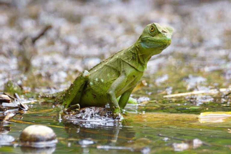 7 Care Tips for Basilisks – Urbaki Pets