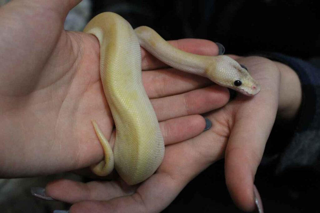 These Are the Best Snakes for Children – Urbaki Pets