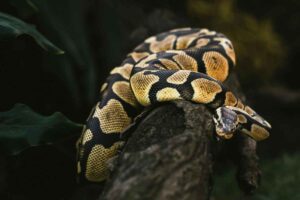 These Are the Best Snakes for Children – Urbaki Pets