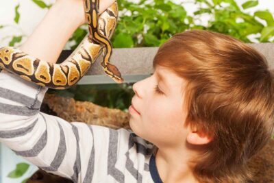 These Are the Best Snakes for Children – Urbaki Pets