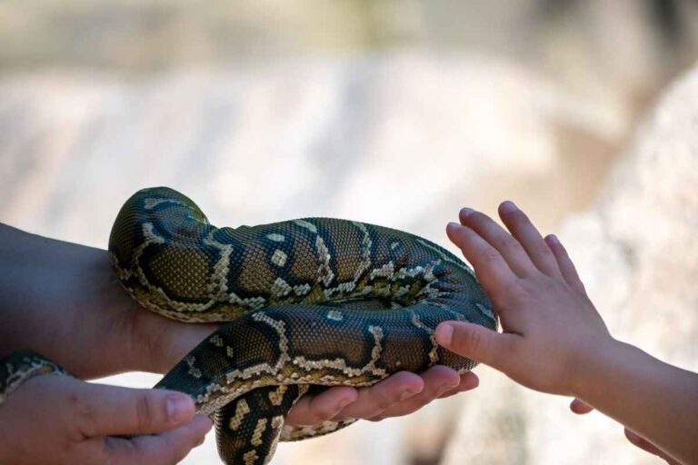 These Are the Best Snakes for Children – Urbaki Pets