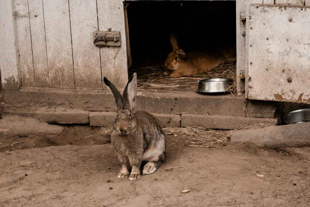 12 Signs You’re Hurting Your Rabbit Without Realizing – Urbaki Pets