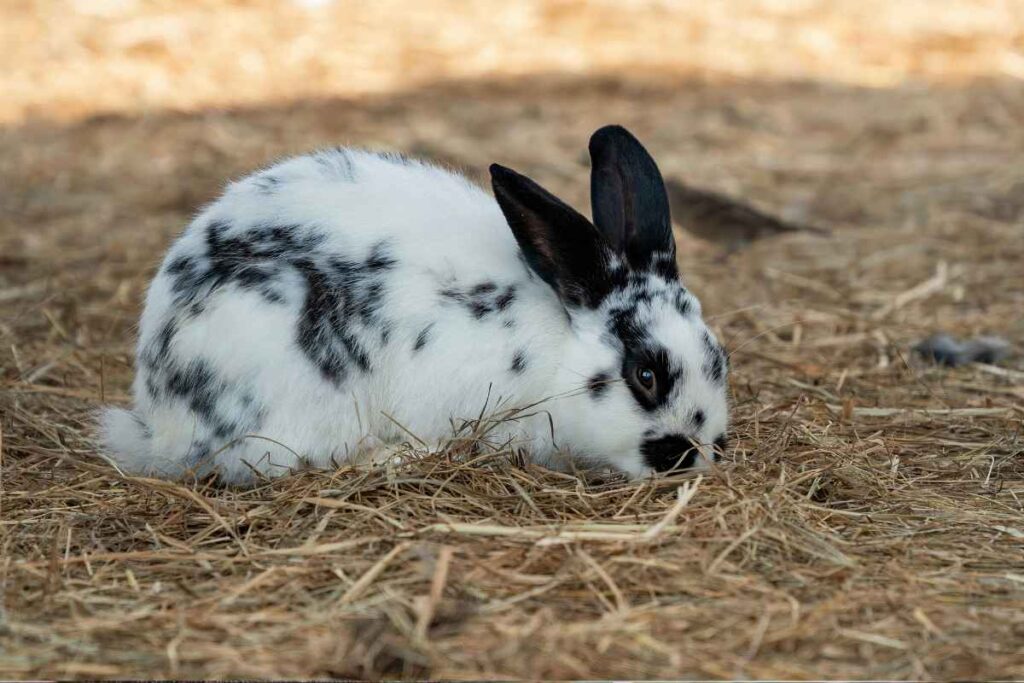 12 Signs You’re Hurting Your Rabbit Without Realizing – Urbaki Pets