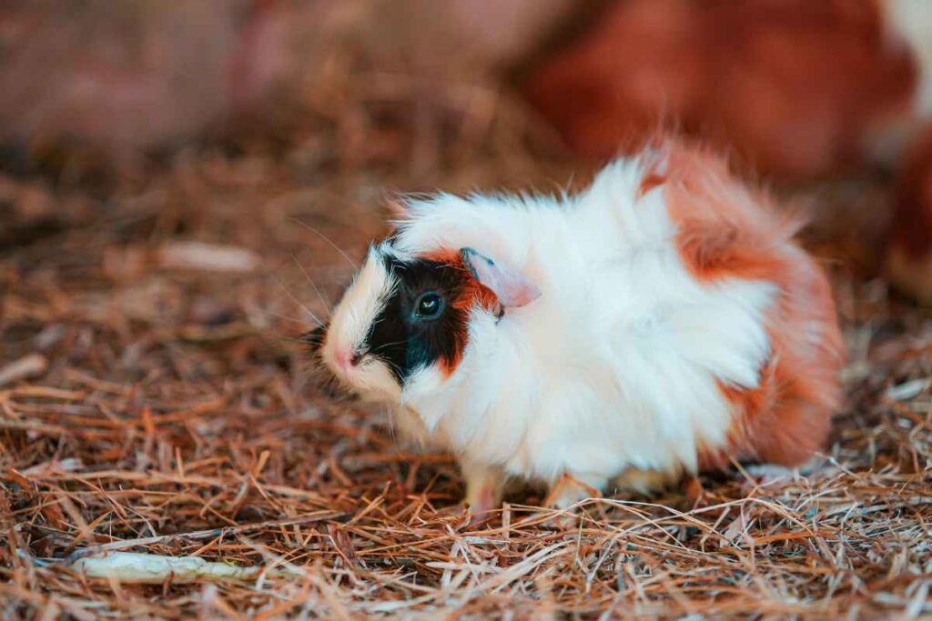 10 Things You Need to Know Before Getting Guinea Pigs – Urbaki Pets