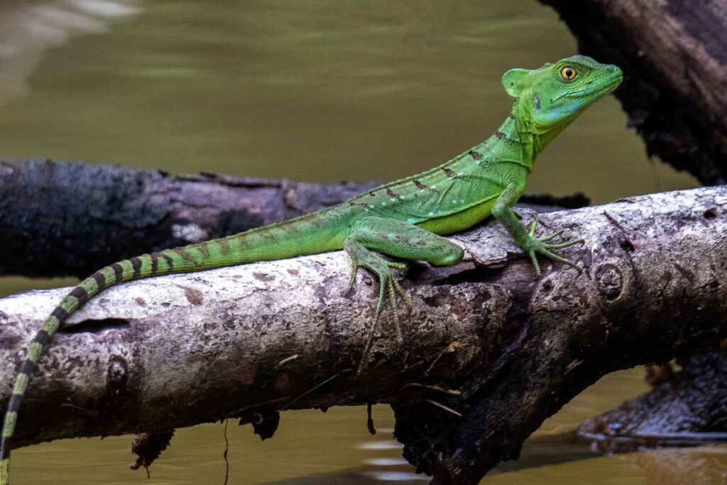 7 Care Tips for Basilisks – Urbaki Pets