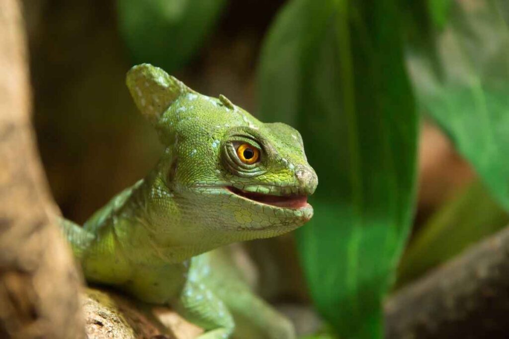 7 Care Tips for Basilisks – Urbaki Pets