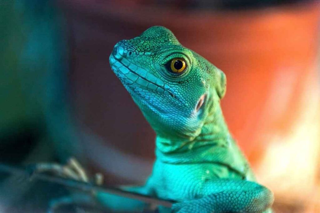 7 Care Tips for Basilisks – Urbaki Pets