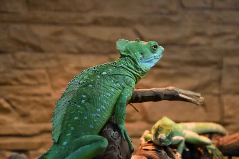 7 Care Tips for Basilisks – Urbaki Pets