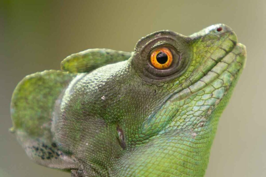 7 Care Tips for Basilisks – Urbaki Pets