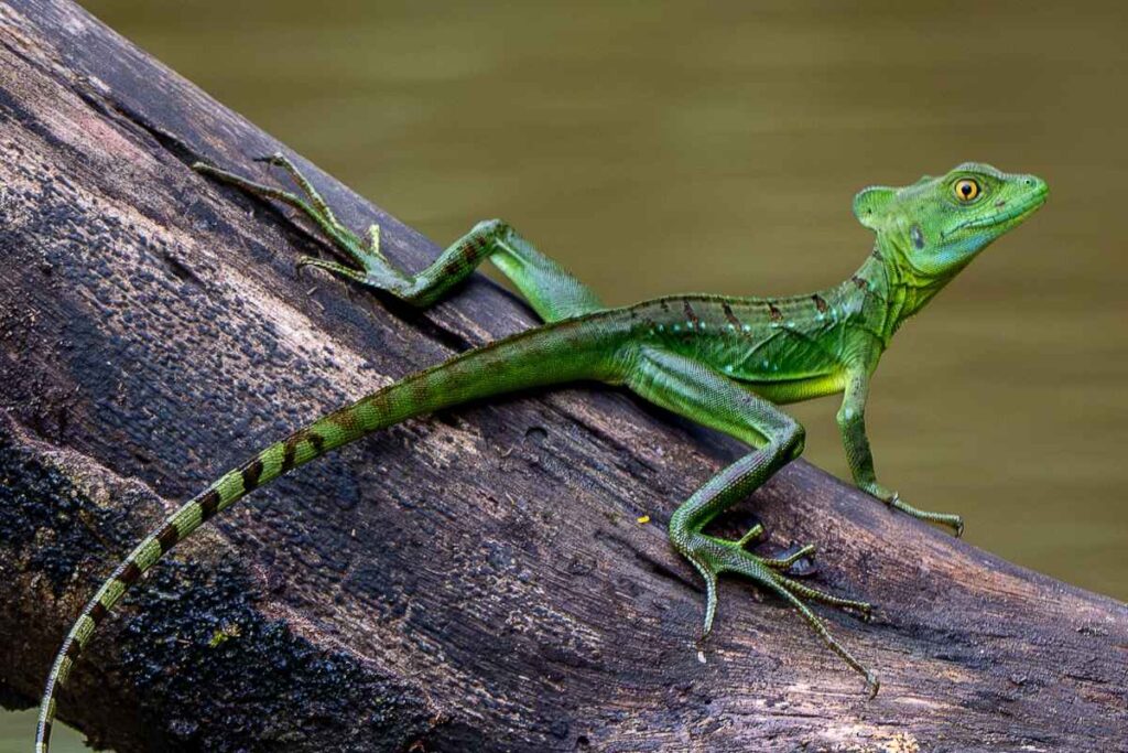 7 Care Tips for Basilisks – Urbaki Pets