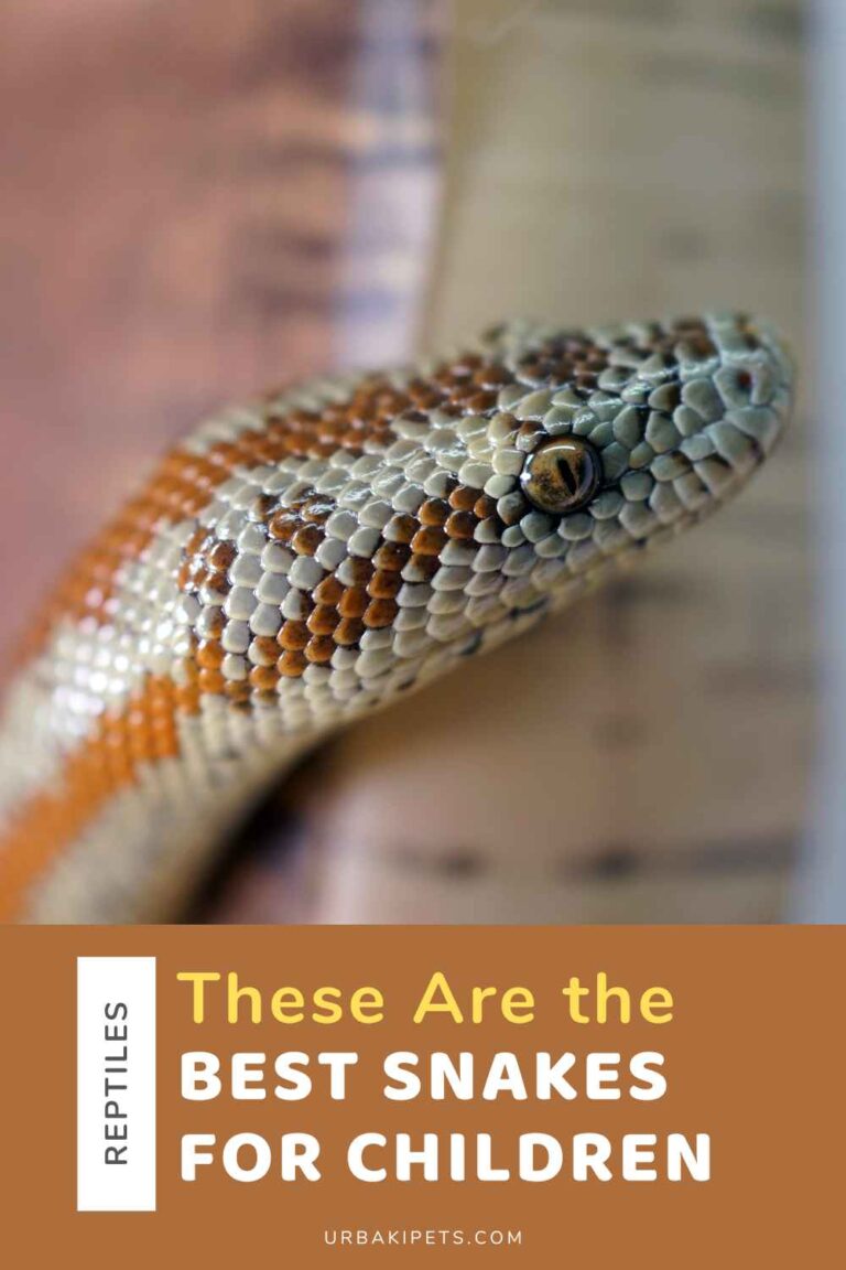 These Are the Best Snakes for Children – Urbaki Pets