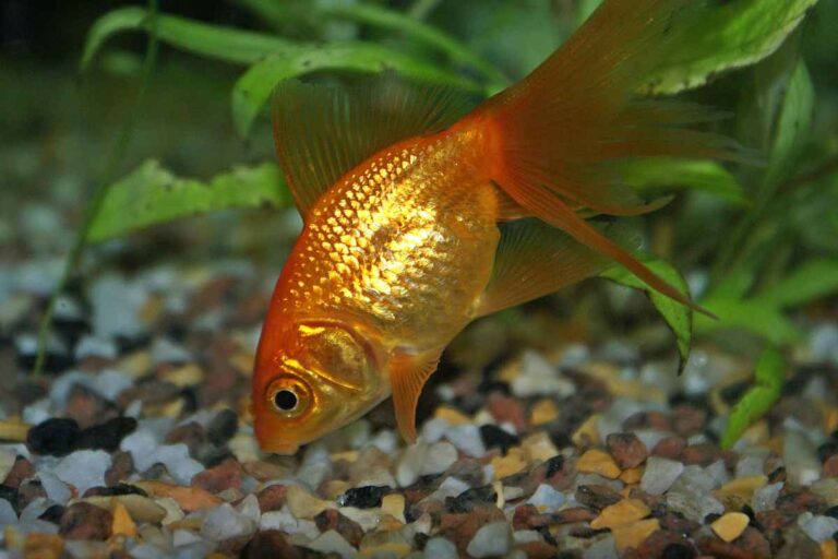 HOW TO GET RID of red spot of GOLDFISH in just 3 days – Urbaki Pets