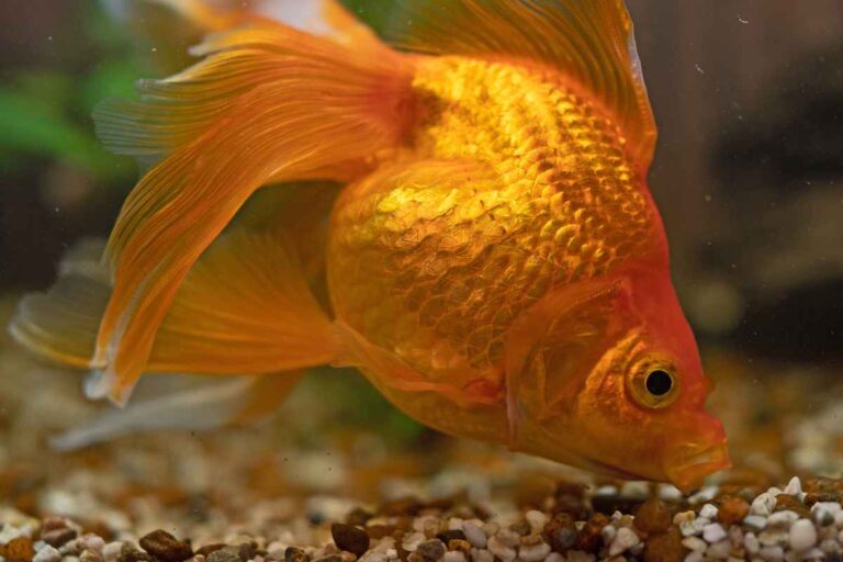 HOW TO GET RID of red spot of GOLDFISH in just 3 days – Urbaki Pets