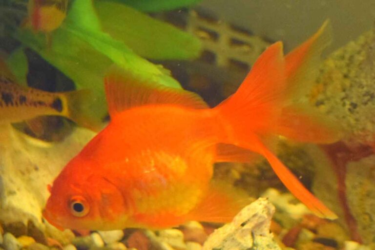 HOW TO GET RID of red spot of GOLDFISH in just 3 days – Urbaki Pets