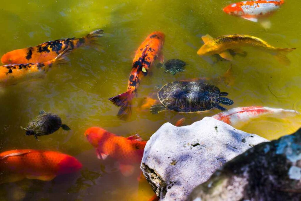 HOW TO GET RID of red spot of GOLDFISH in just 3 days – Urbaki Pets