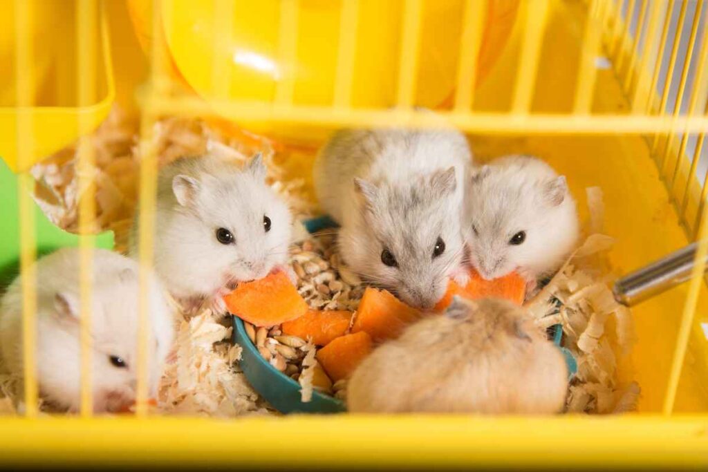 How to Build Cool Homes for Hamster – Urbaki Pets